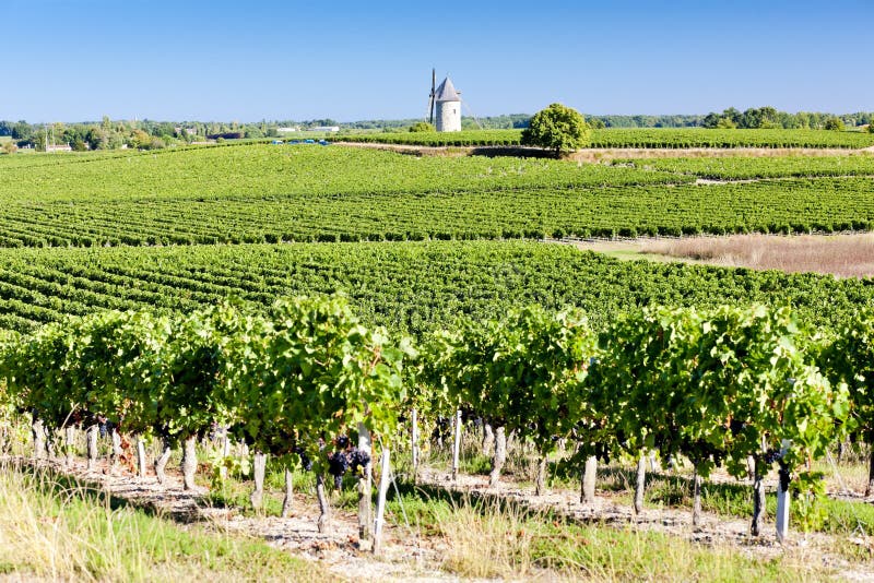 Bordeaux Region, France stock photo. Image of world, growing - 20004778