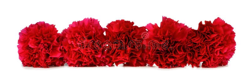 Carnation border stock photo. Image of dyanthus, botany - 4883624