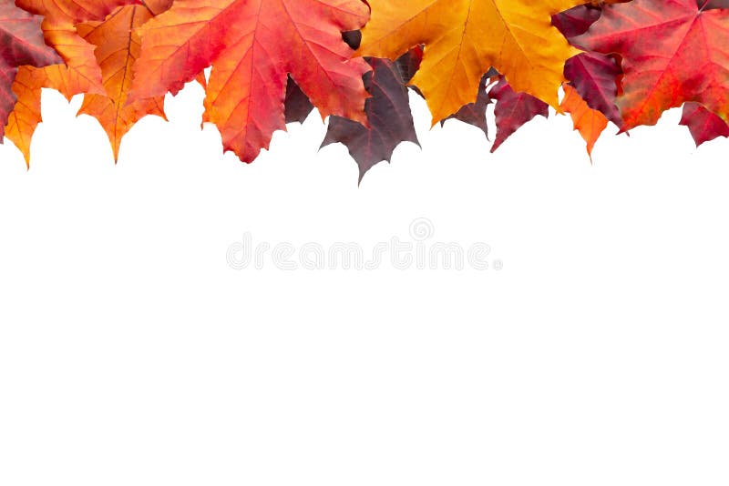 Border of Autumn Maple Leaves Isolated on White Background Stock Photo ...