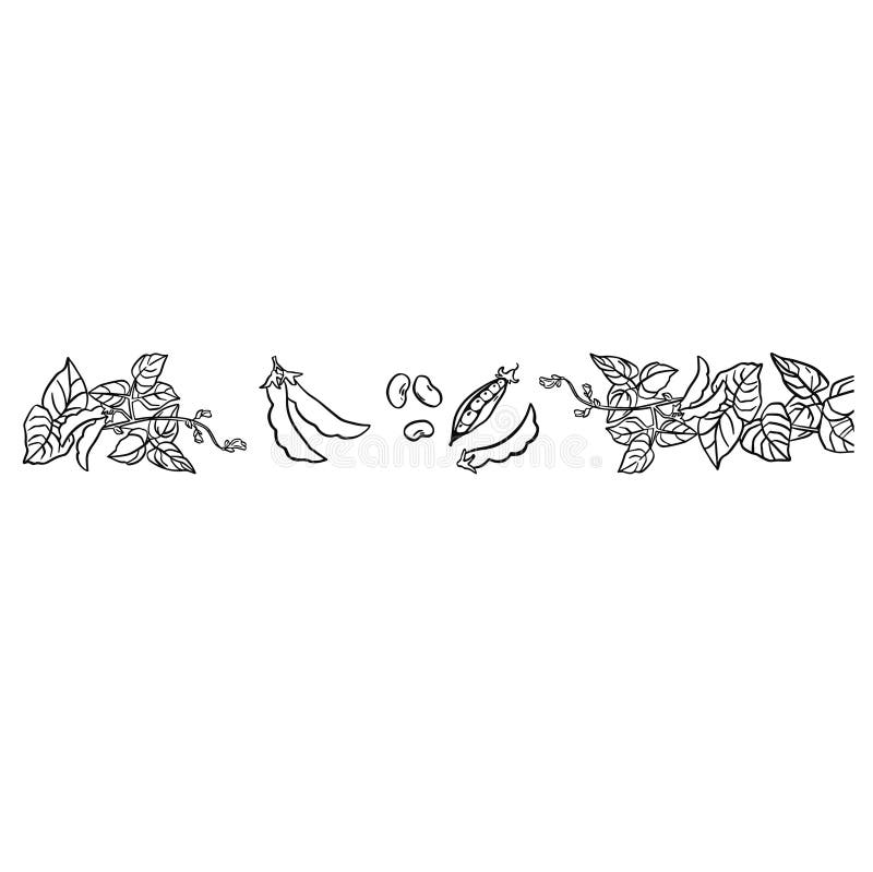 Border Beans Line Black and White Illustration Hand Drawn Vector Stock ...
