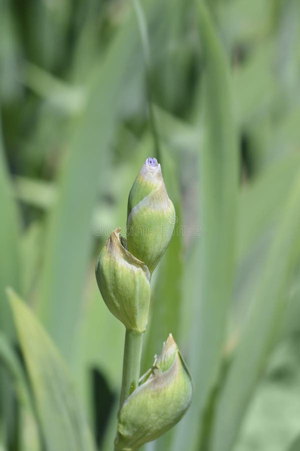 Border Bearded Iris Ci Sei stock image. Image of outdoors - 270539057