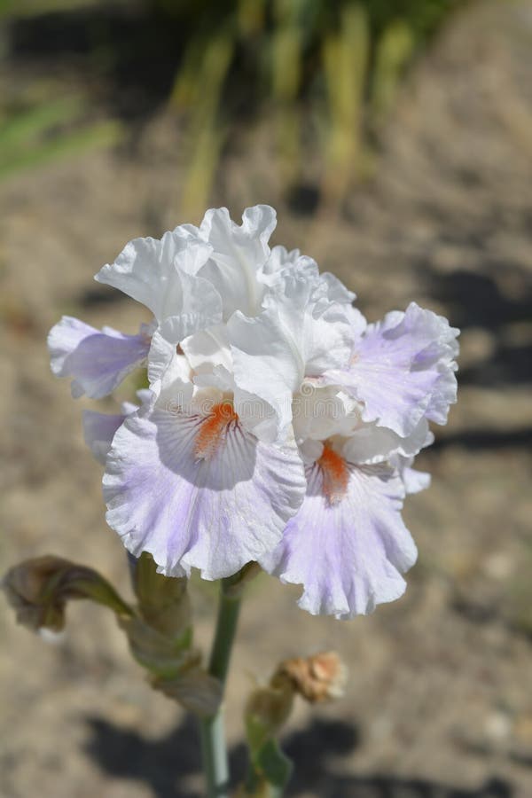 Border Bearded Iris Ci Sei stock image. Image of outdoors - 276002821
