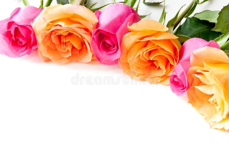 Beautiful Orange Floral Border Stock Image - Image of daisy, close ...