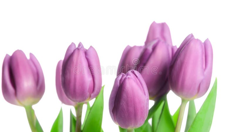 Border of Beautiful Purple Spring Tulips Stock Photo - Image of natural ...