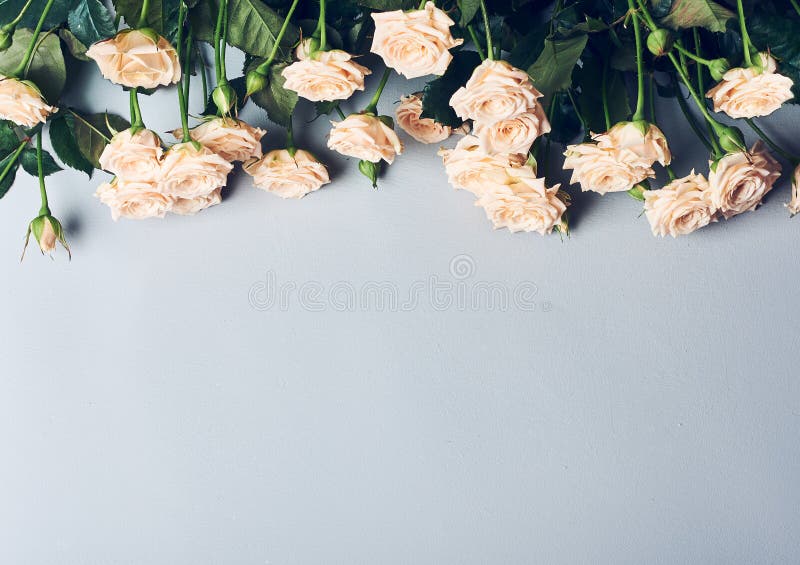 Border of Beige Roses Flowers Stock Image - Image of blue, holiday ...