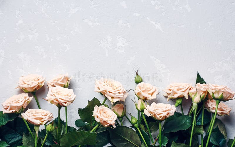 Border of Beige Roses Flowers Stock Image - Image of romantic, copy ...