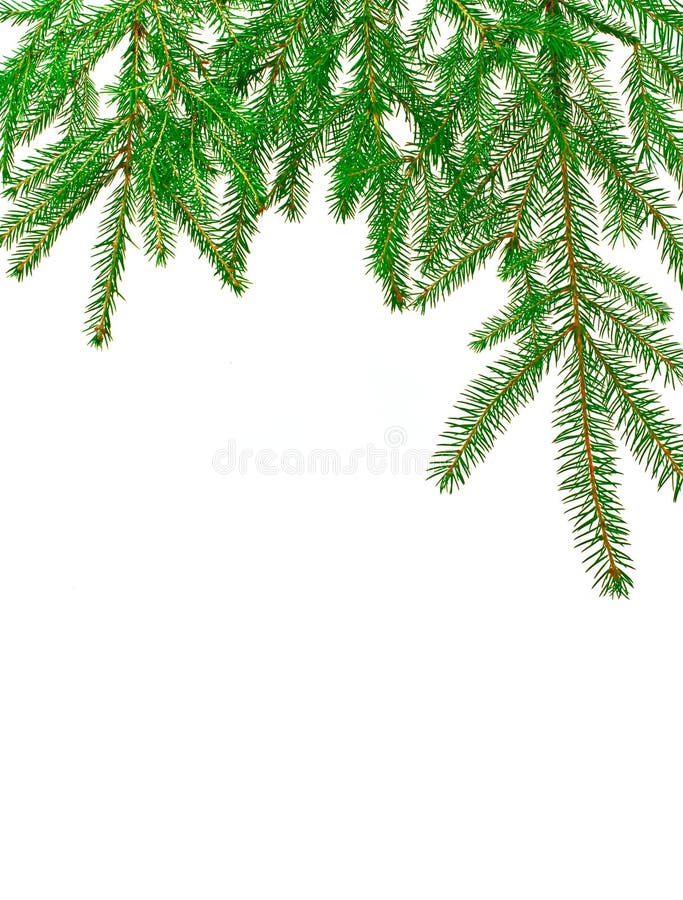 Border of the Branches of Fir Stock Image - Image of sprig, celebration ...
