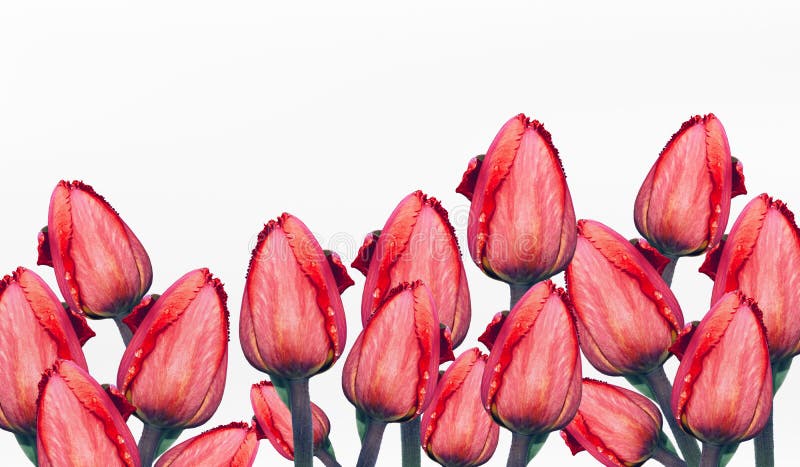Border of Bunch of Red Tulips Buds Stock Image - Image of concept ...