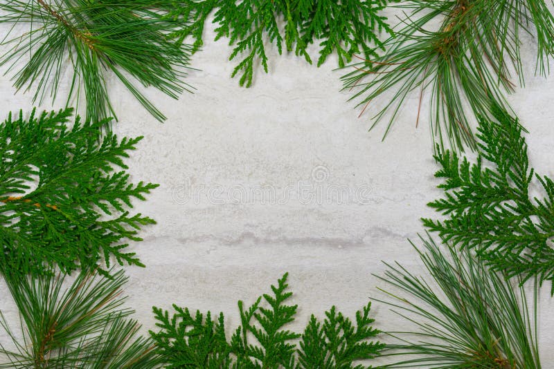 A Border of Cedar and White Pine Branches with Copy Space Stock Image ...