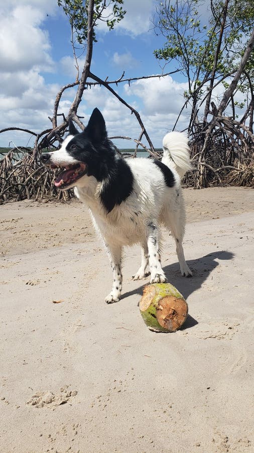 Border coli at beach stock image. Image of coli, animal - 160709813