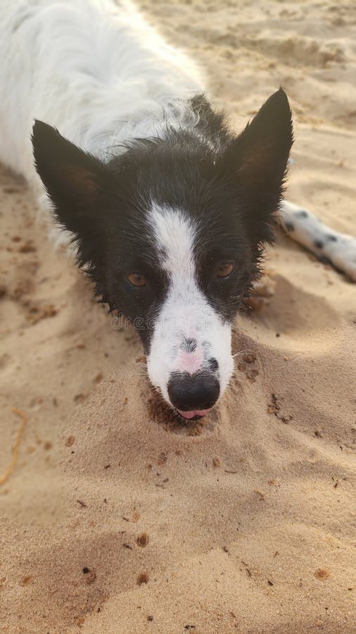 Border coli at beach stock photo. Image of coco, playing - 160709842
