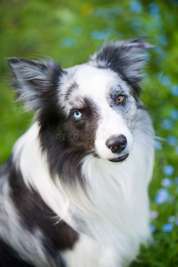 Sitting Border Collie Dog in a Meadow Stock Image - Image of animal ...