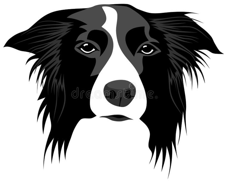 Border Collie Head Stock Illustrations – 3,462 Border Collie Head Stock ...