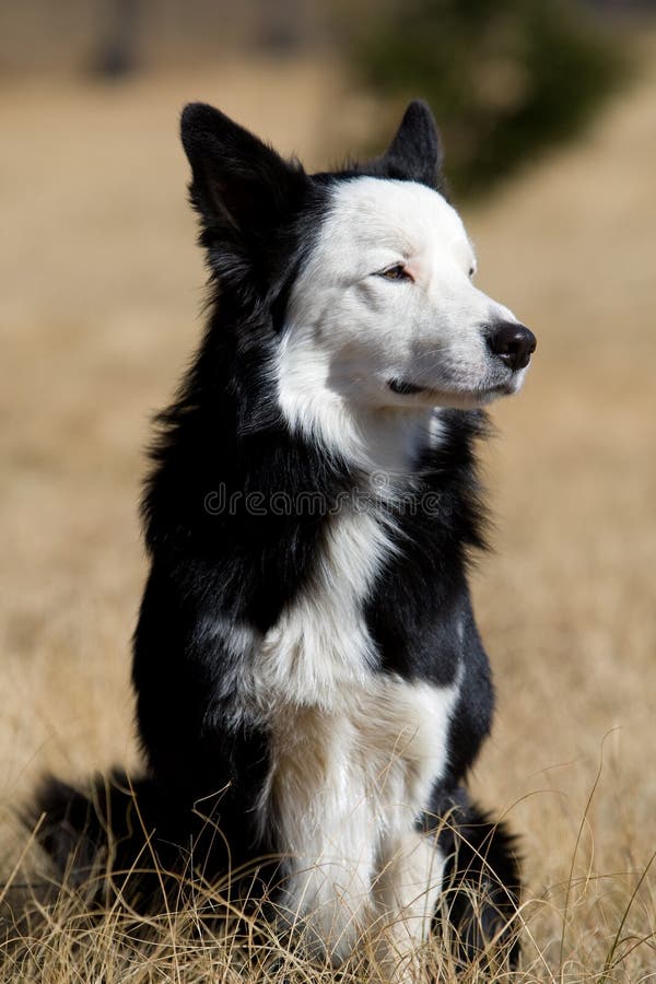 Red Border Collie Portrait in Summer Stock Image - Image of breed ...