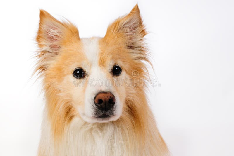 Border Collie Cowboy stock photo. Image of alertness - 24646580