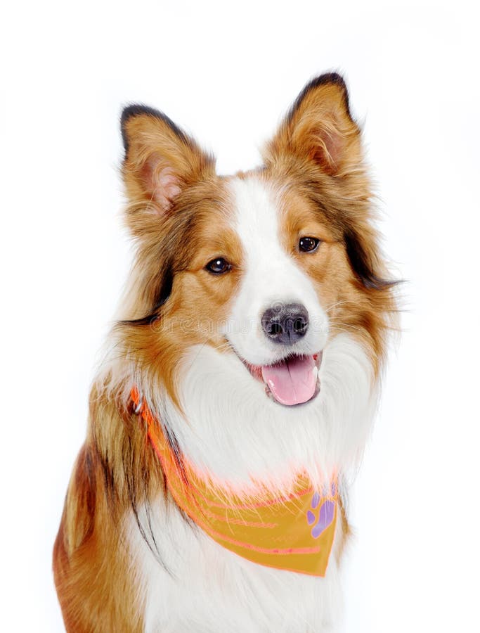 Border Collie Cowboy stock photo. Image of alertness - 24646580