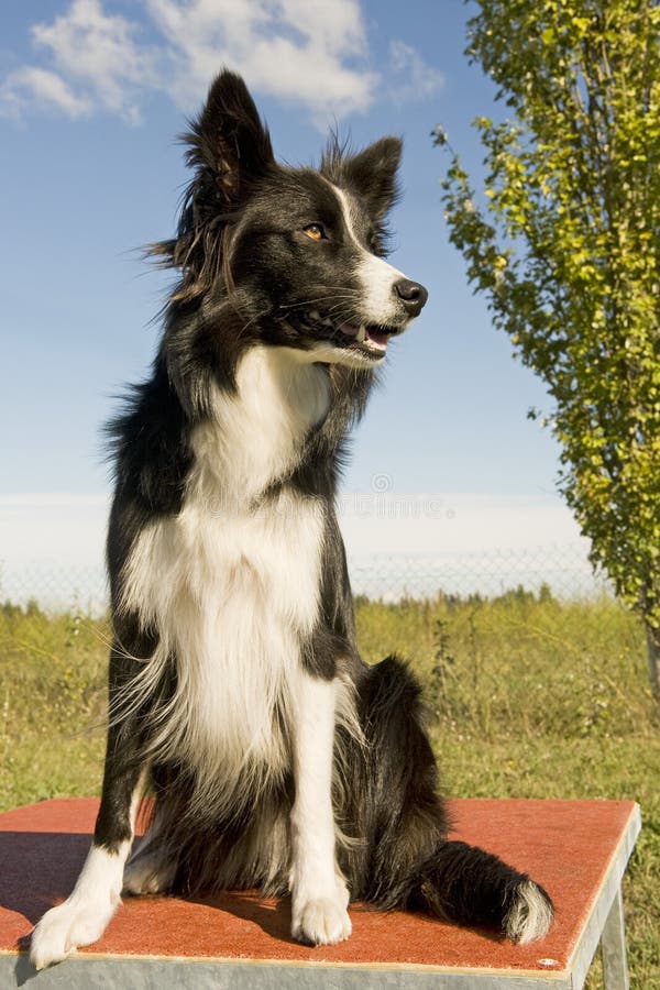 Border collie stock image. Image of blue, purebred, beautiful - 26913091