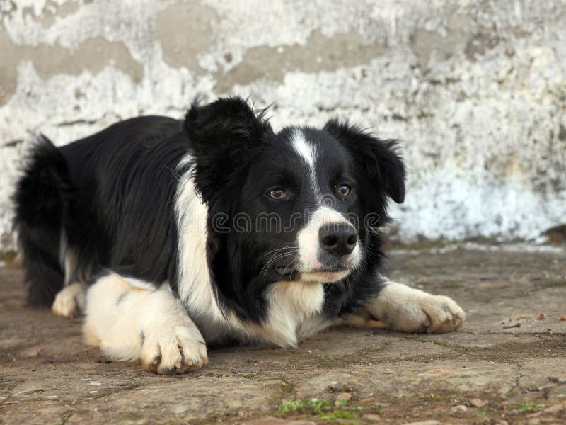 Border collie photo stock. Image du mignon, colleys, colley - 39592706
