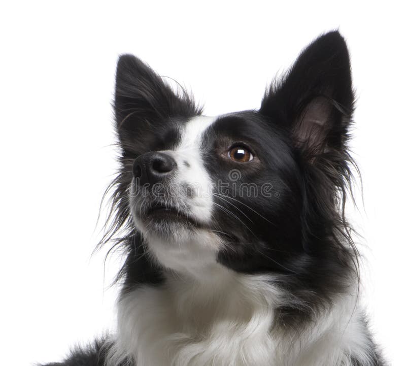 Border Collie (4 years) stock image. Image of detail, alert - 8195839