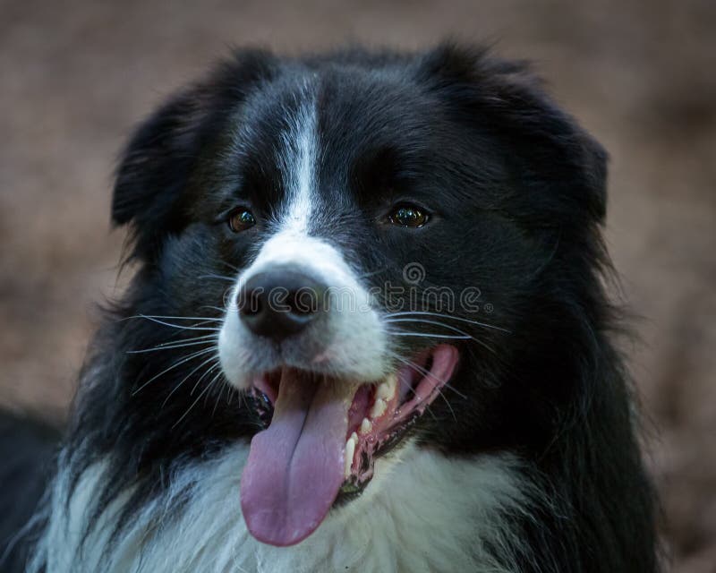 Border collie fotografia stock. Immagine di puro, nazionale - 45332474