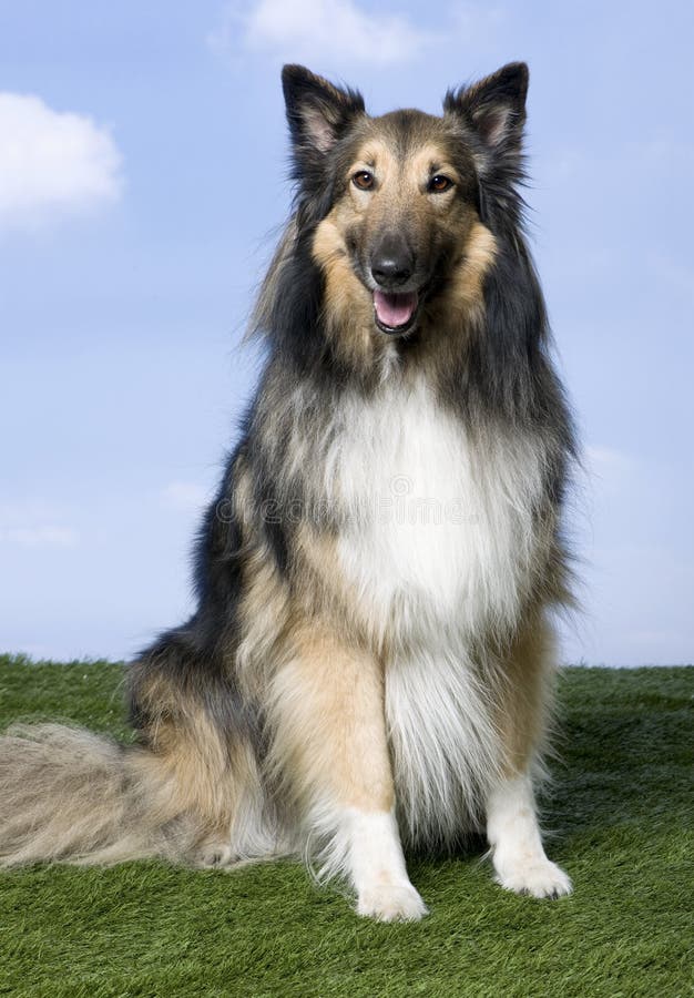 German Shepherd Rough Collie Mix