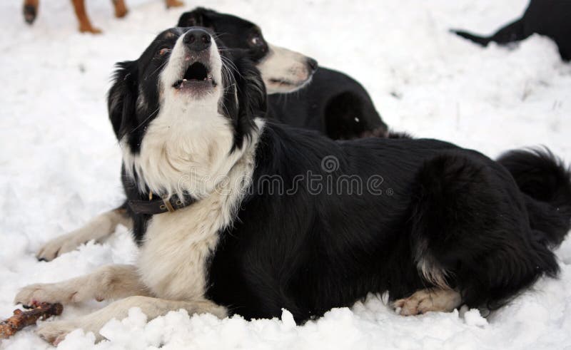 Do Collies Howl