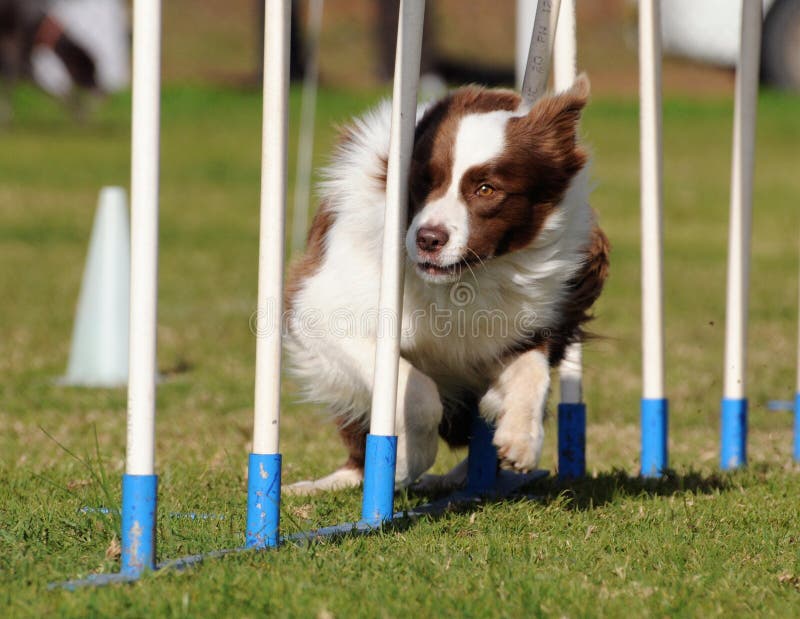 Border Collie agility stock photo. Image of working, agile - 8500622