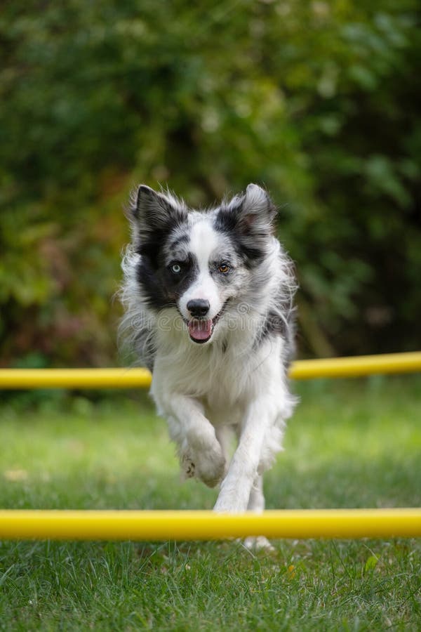 Border Collie at the Agility Stock Image - Image of space, happy: 204485391