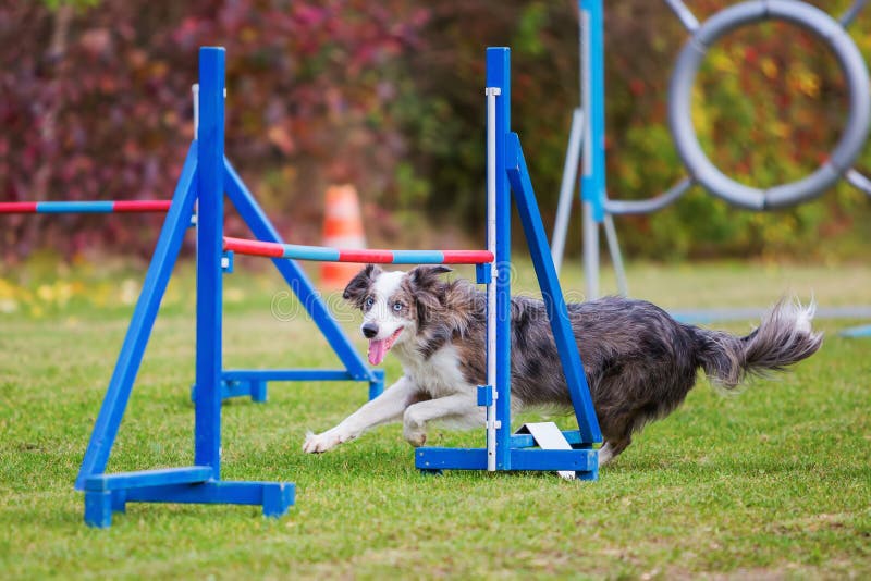 Border Collie on an Agility Course Stock Photo - Image of training ...