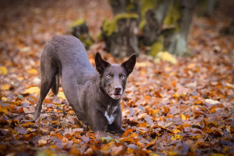 Border Collie is Begging in the Forest. Stock Photo - Image of mammal ...