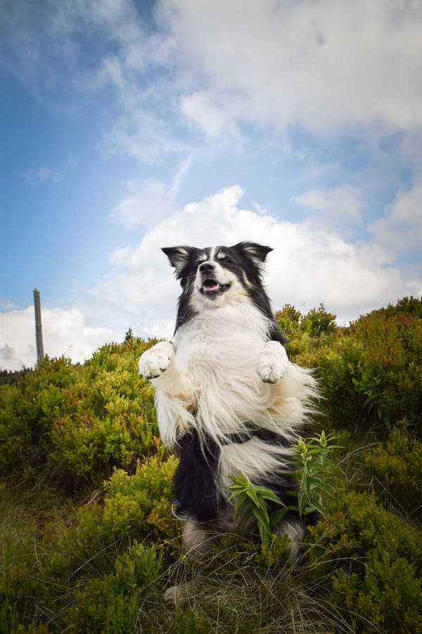 Border Collie is Begging in the Grass. Stock Photo - Image of looks ...