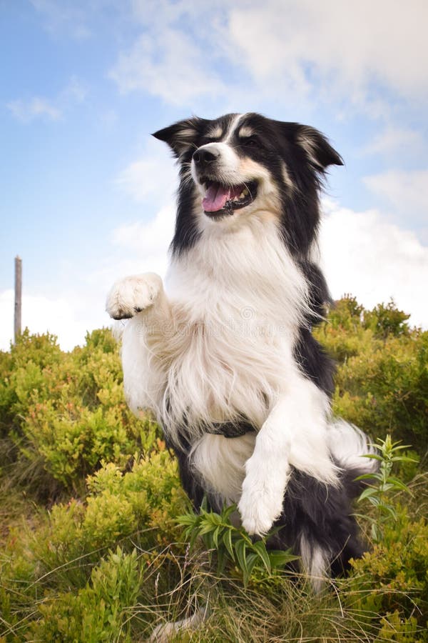 Border Collie is Begging in the Grass. Stock Image - Image of animal ...