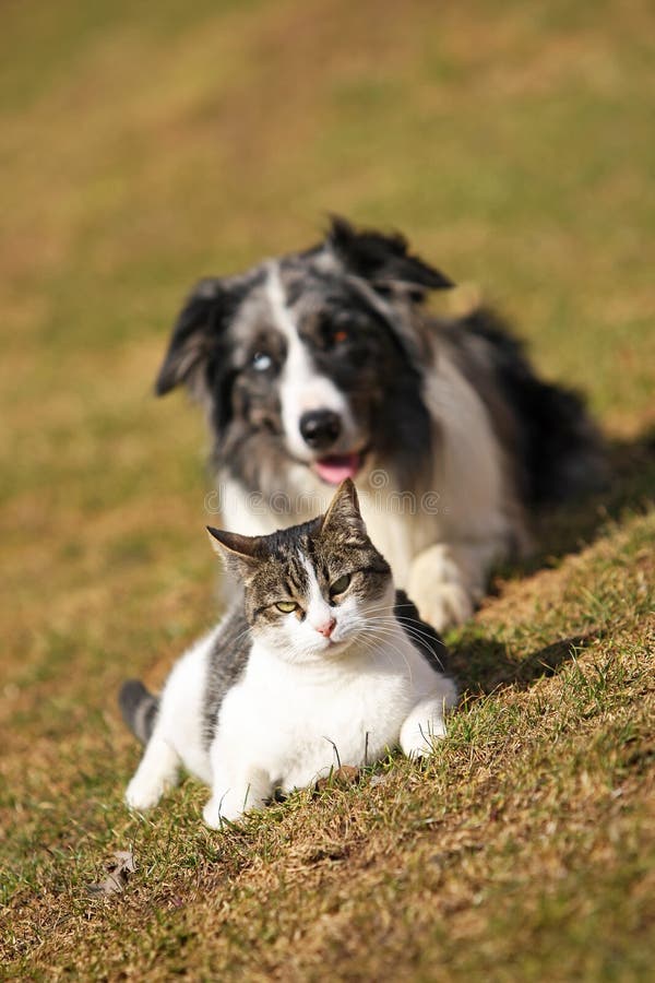 Border collie behind a cat stock image. Image of domestic - 8909791