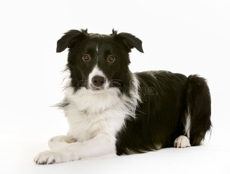 Border Collie Blanco Y Negro Imagen de archivo - Imagen de estudio ...