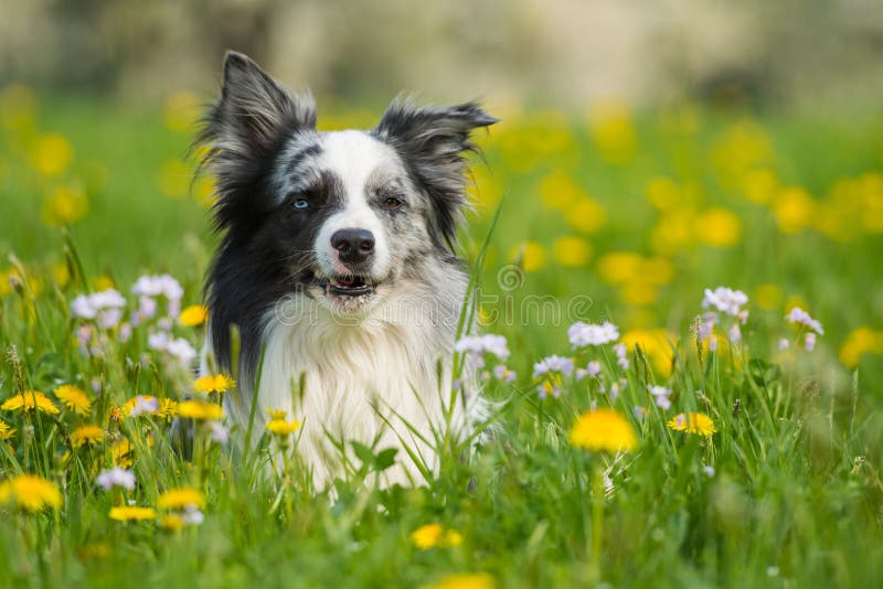 Border Collie Dog in a Spring Meadow Stock Photo - Image of break ...