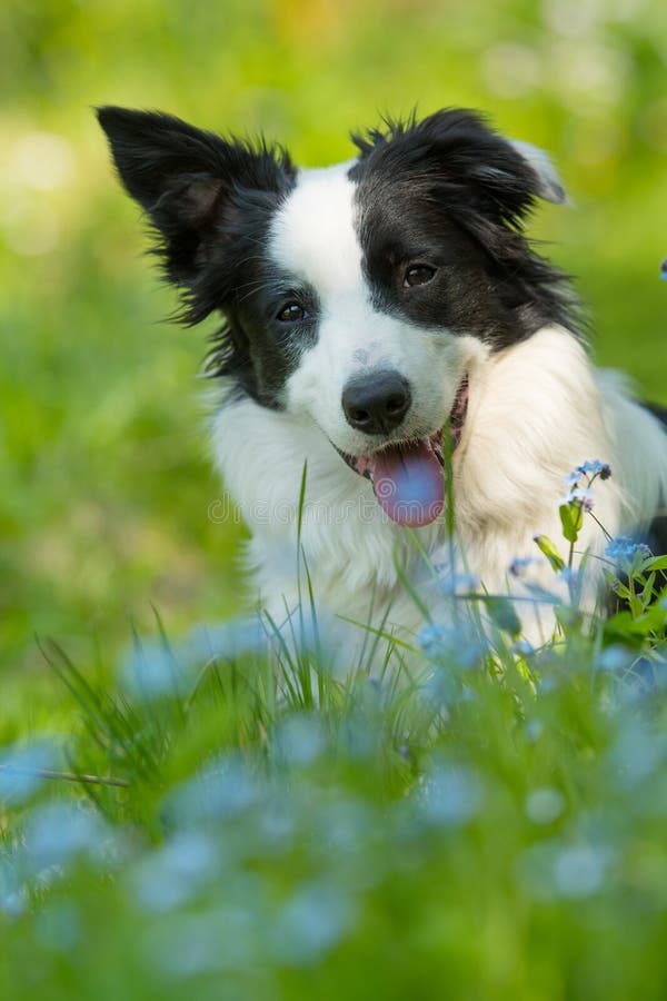 Border Collie Dog in a Spring Meadow Stock Image - Image of white ...