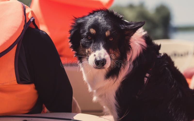 Border collie on a boat stock photo. Image of face, black - 55205202