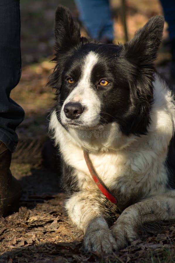 Border Collie stock image. Image of border, europe, working - 244758219