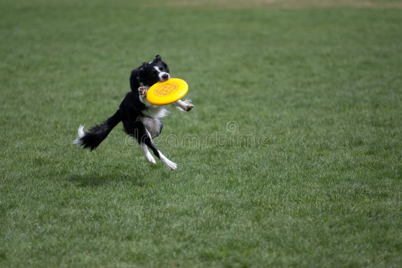 Border Collie Puppy in Autumn Stock Image - Image of cute, companion ...