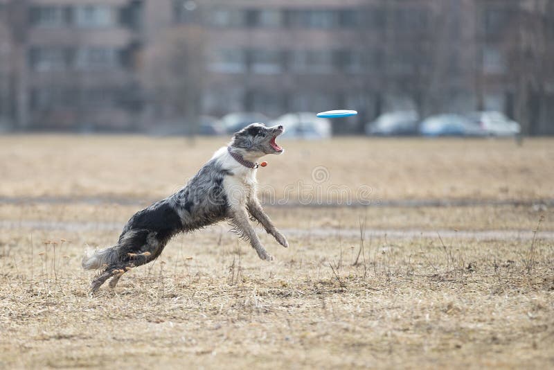 Border Collie Catching Frisbee Stock Photo - Image of action, flying ...