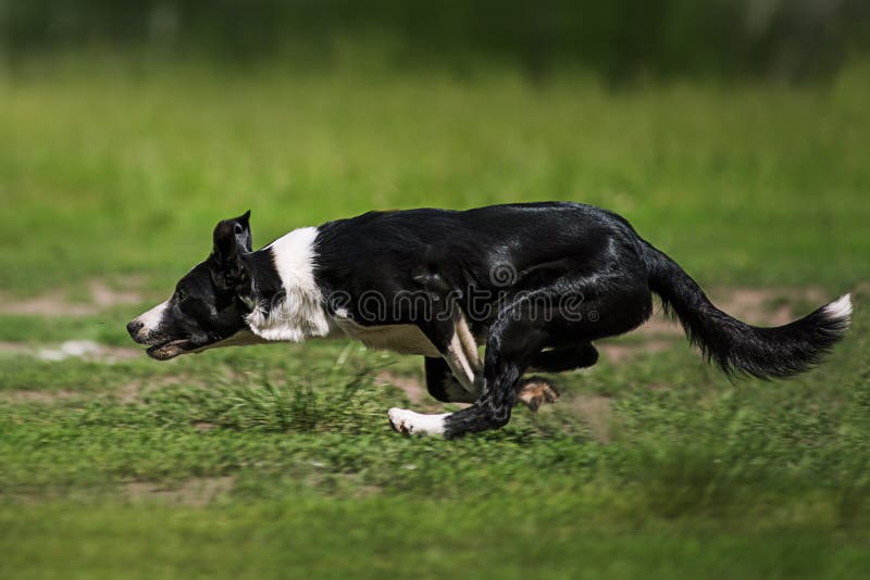 Border Collie Catching a Frisbee Disc Stock Image - Image of agility ...