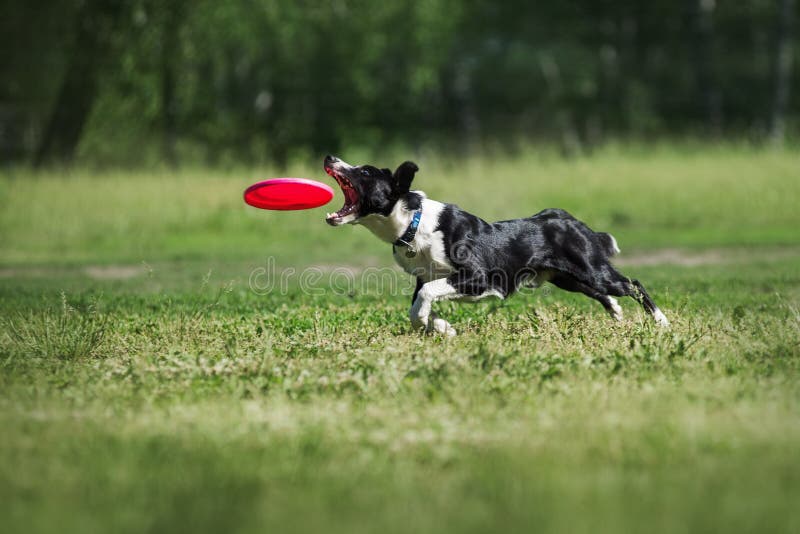 Border Collie Catching a Frisbee Disc Stock Photo - Image of jumping ...