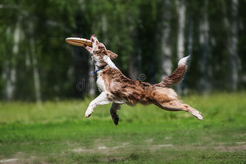 Border Collie Catching a Frisbee Disc Stock Image - Image of effort ...