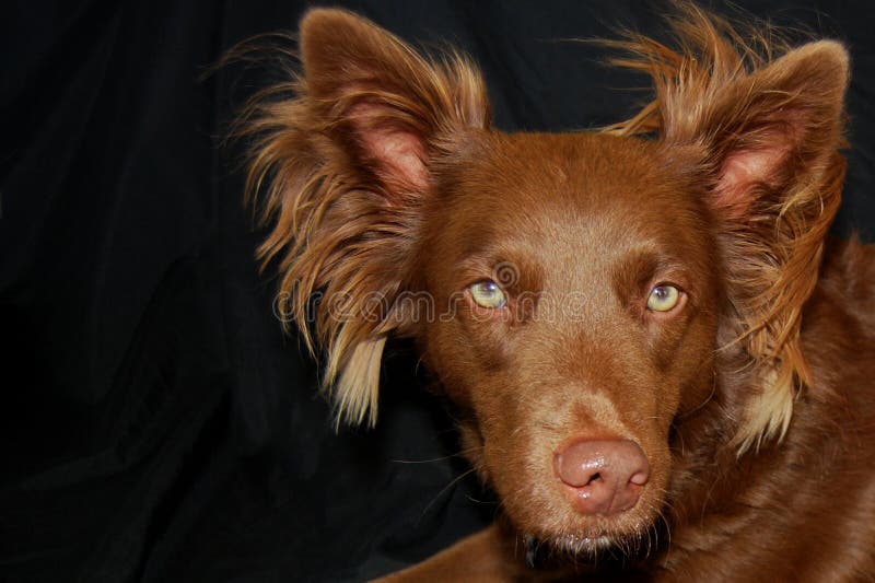 Border Collie stock image. Image of looking, canine, flow - 41821705