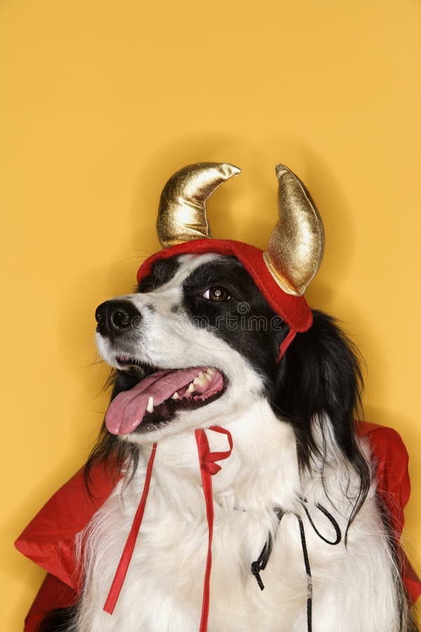 Border Collie in costume. stock photo. Image of yellow - 2045422