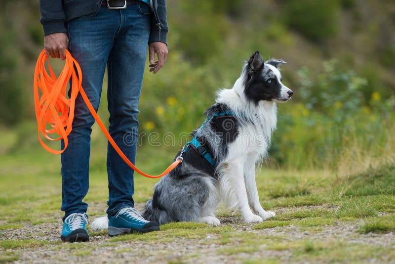Man with border collie dog stock photo. Image of harness - 203475764