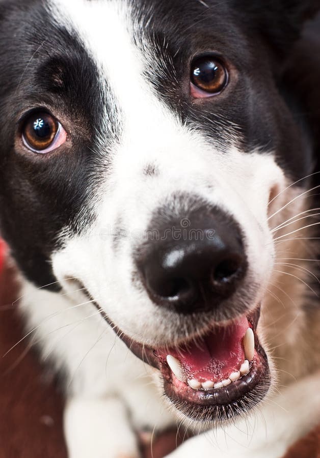 Black and White Dog (8) Border Collie Mix Stock Photo - Image of look ...