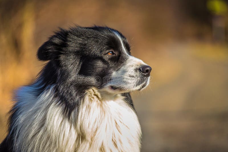 Border collies pack stock photo. Image of obedience, brother - 509770