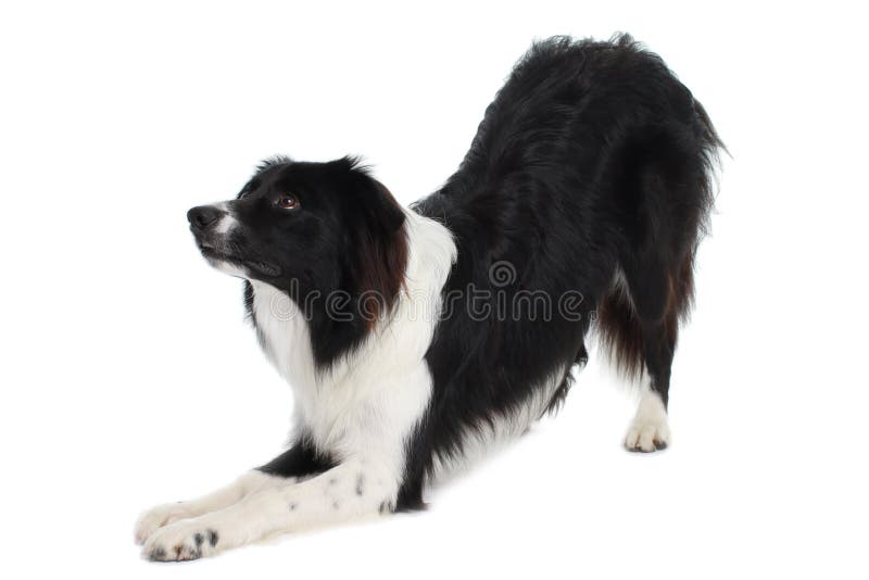 Border Collie Dog Bend Down Stock Image - Image of black, studio: 93324027