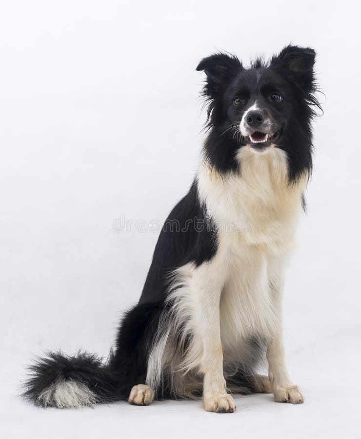 Border Collie dog stock photo. Image of black, garden - 52078438